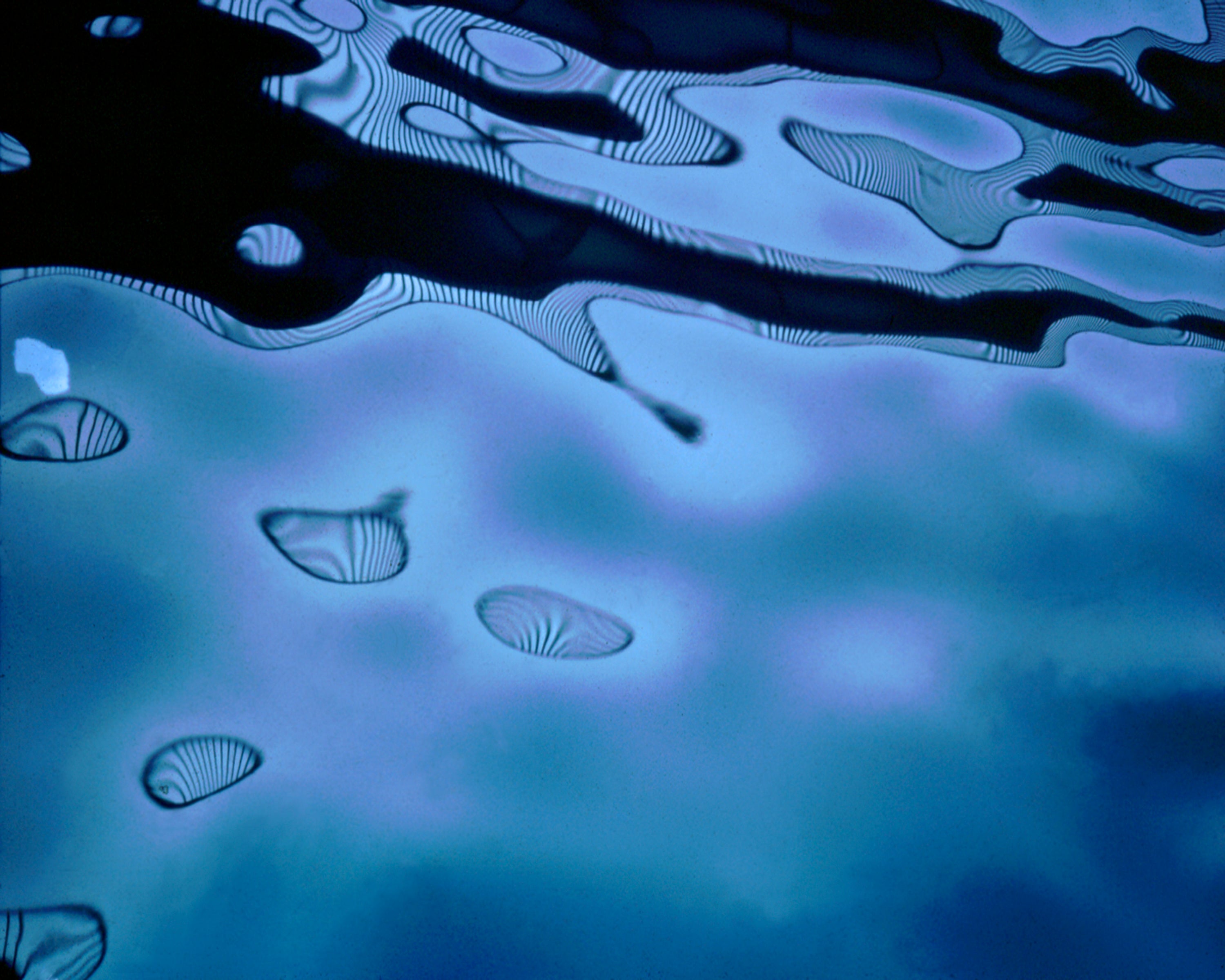 Tar Pool Project | LACMA